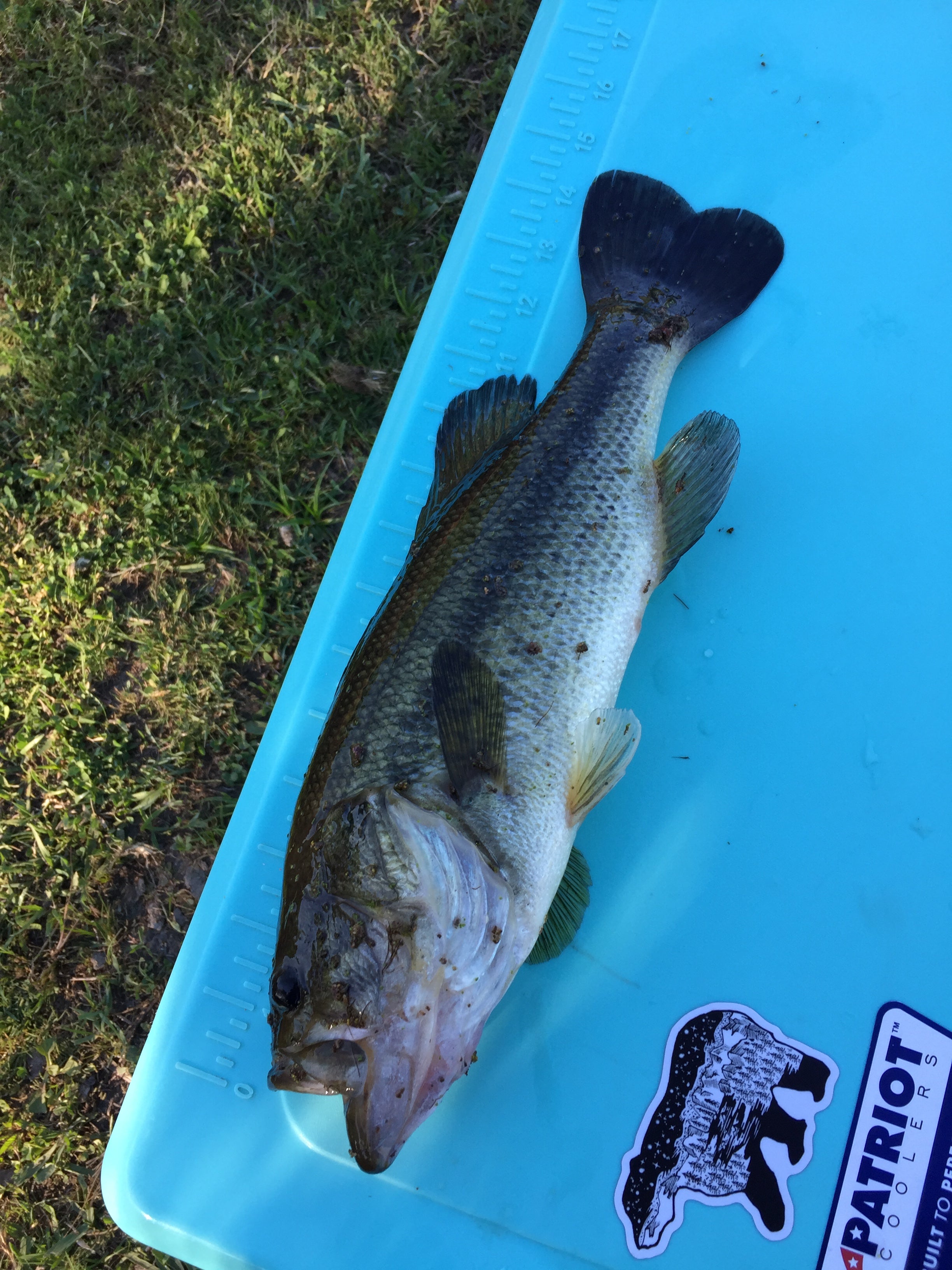 Catch & Cook: How to Keep Your Fresh Catch Perfect Until It Hits the G ...